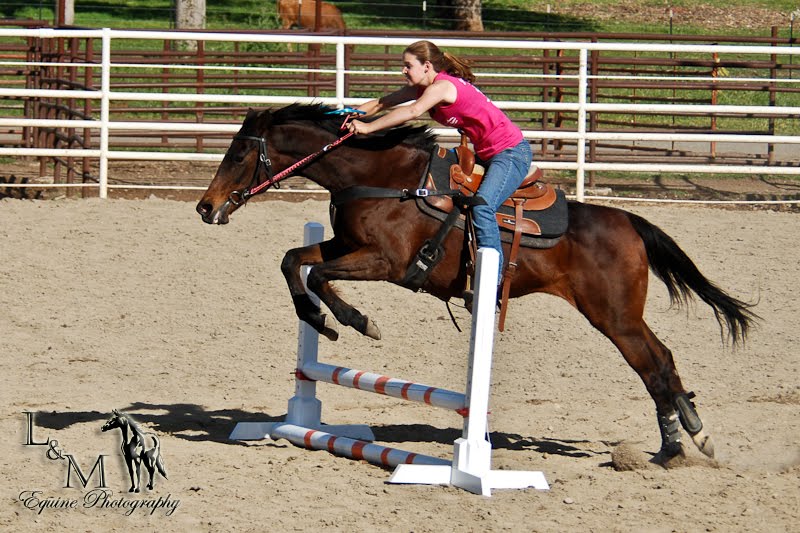 Safe Haven Horse Rescue Journal: Hurry Scurry.......jumping!!!!
